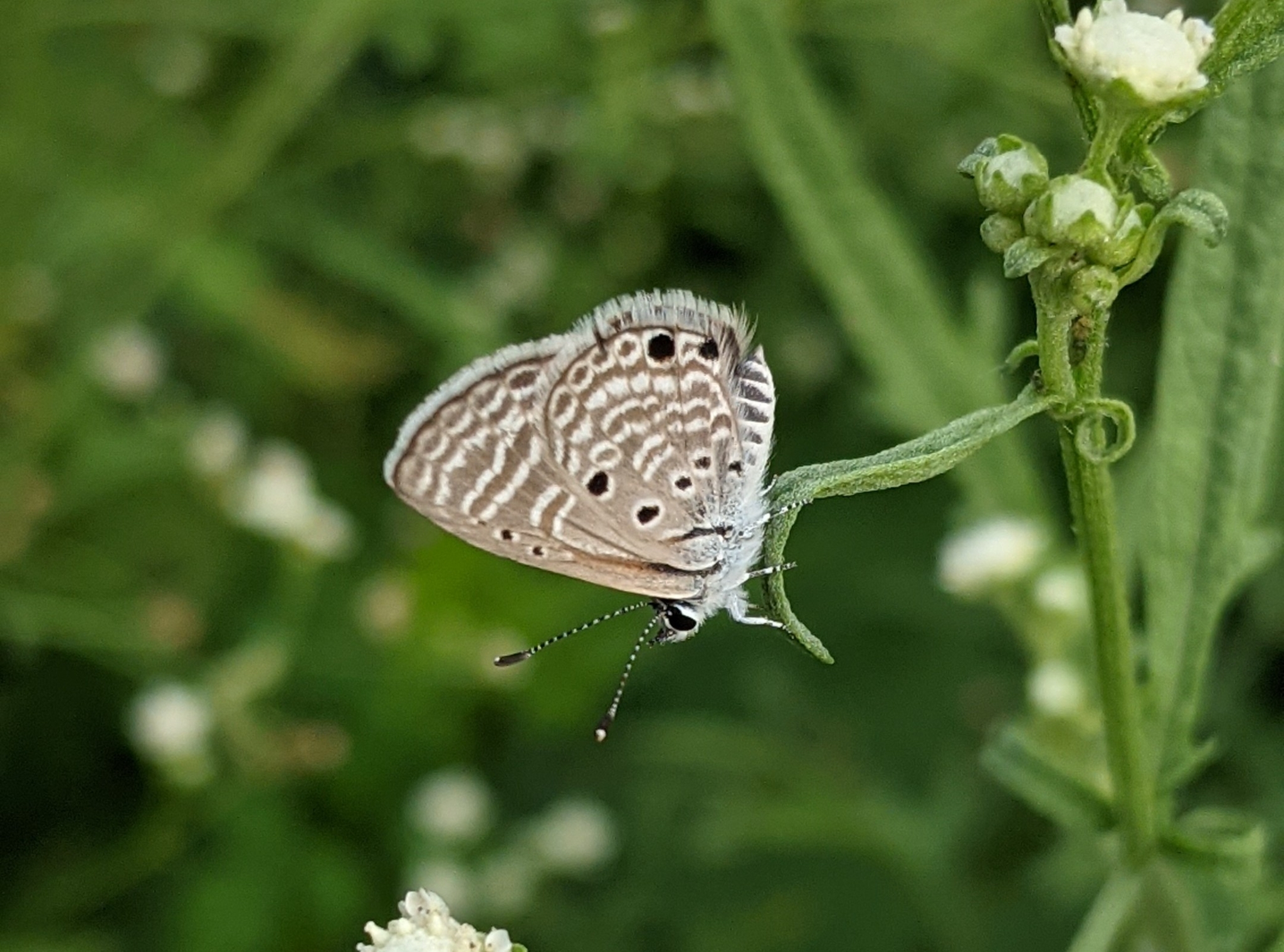Azanus ubaldus (Cramer, 1782)