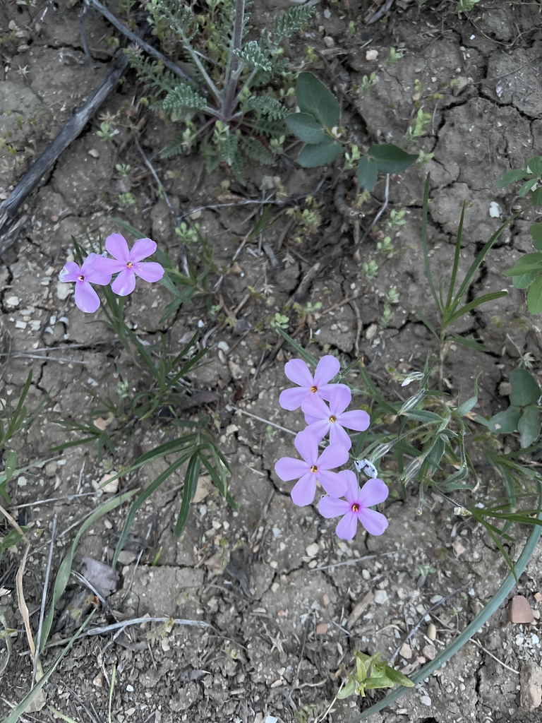 Longleaf Phlox from Salt Lake City, UT, US on June 05, 2022 at 09:01 PM ...