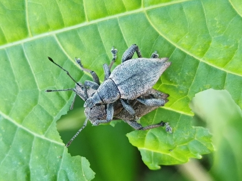 Elytrurus marginatus · iNaturalist