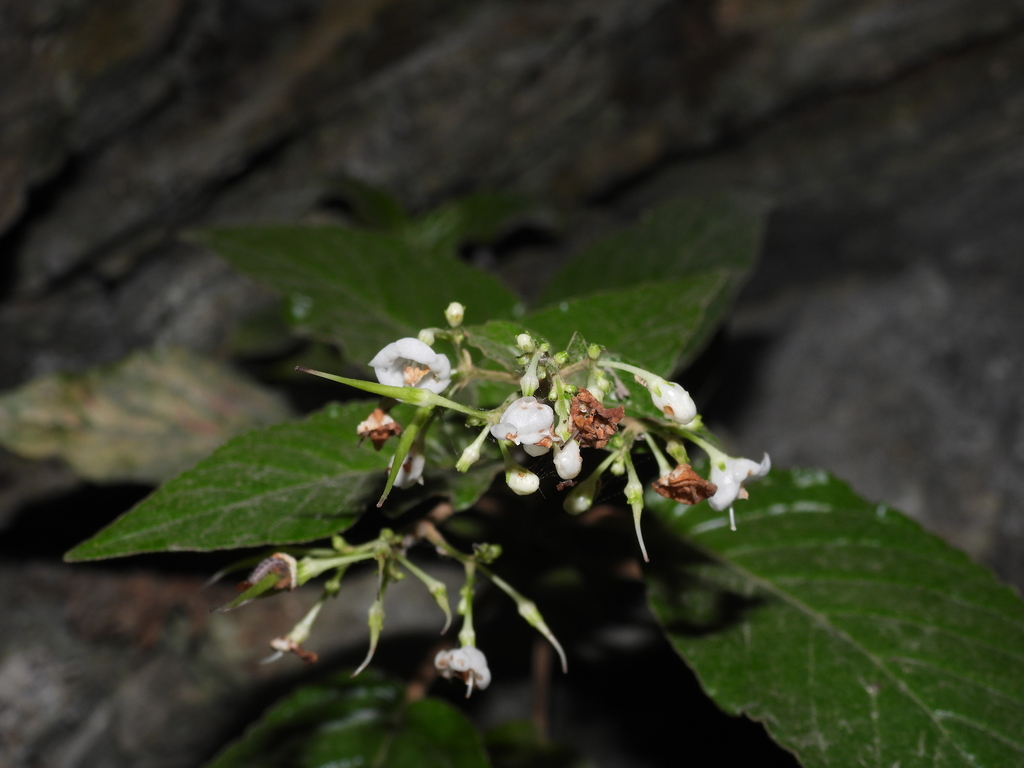 (Paraboea swinhoei) - Botanical Realm