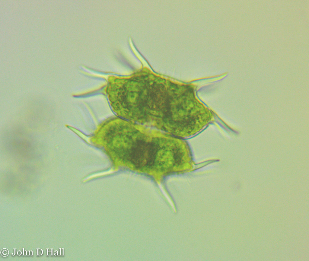 Xanthidium antilopaeum in June 2022 by johnbotany. var. planum ...