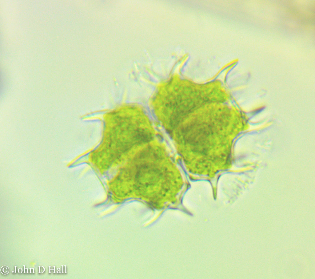 Xanthidium cristatum from Baltimore, Maryland, United States on June 04 ...