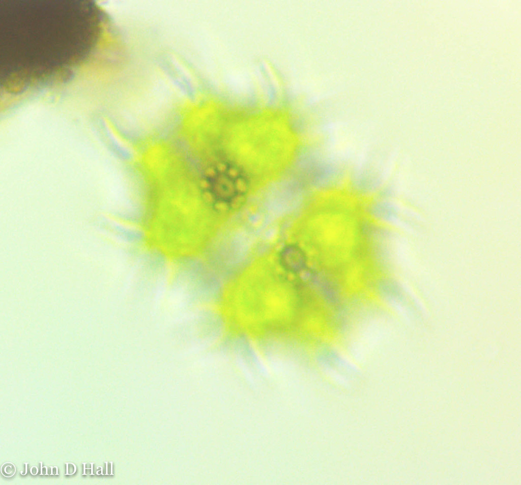 Xanthidium cristatum from Chase, MD 21220, USA on June 04, 2022 at 11: ...