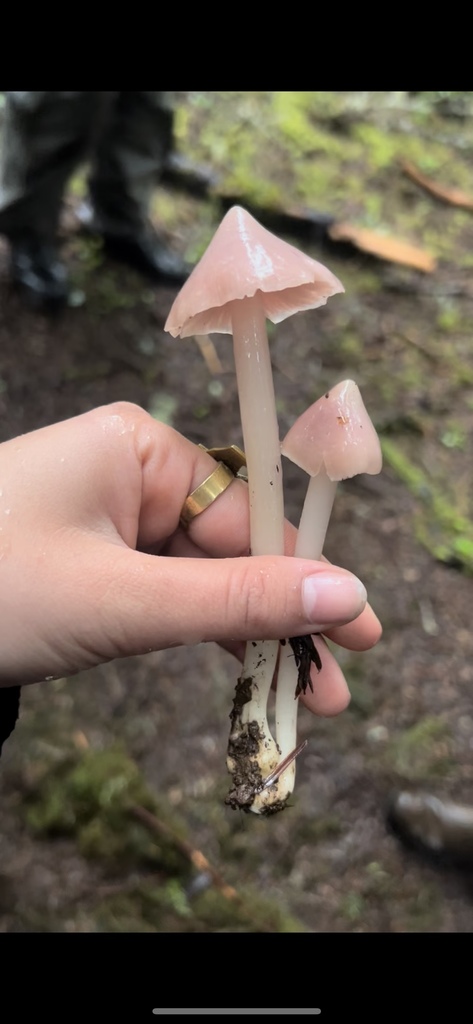 Pink Waxcap in June 2022 by chrpa · iNaturalist