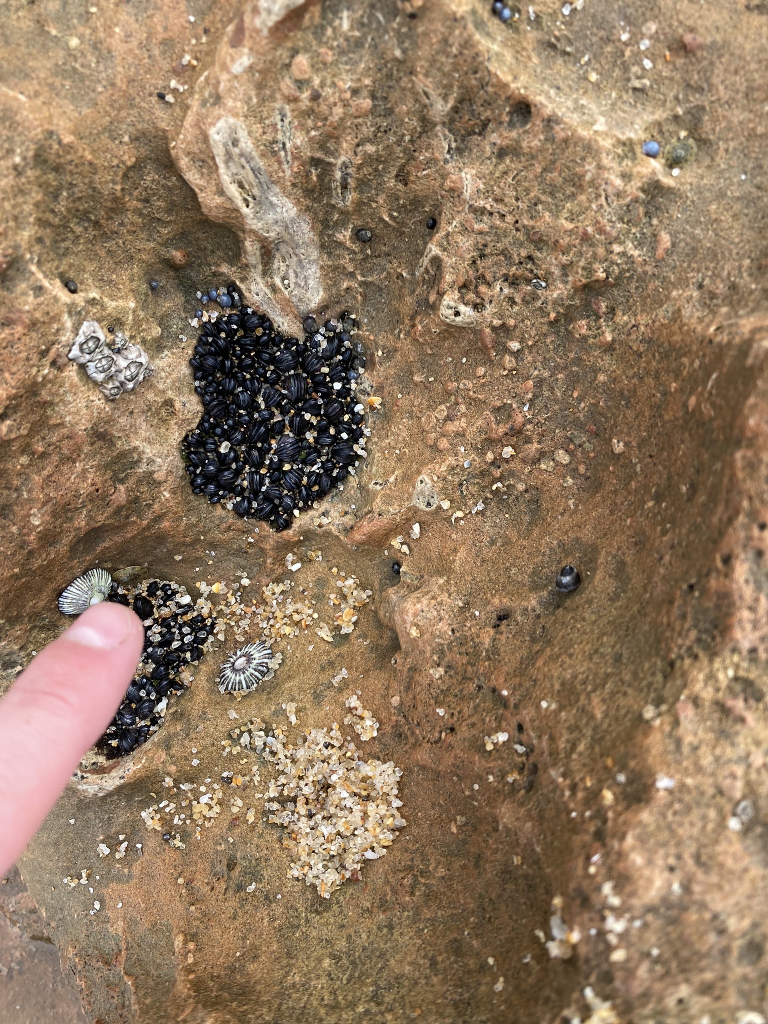 Xenostrobus pulex (Lamarck, 1819)