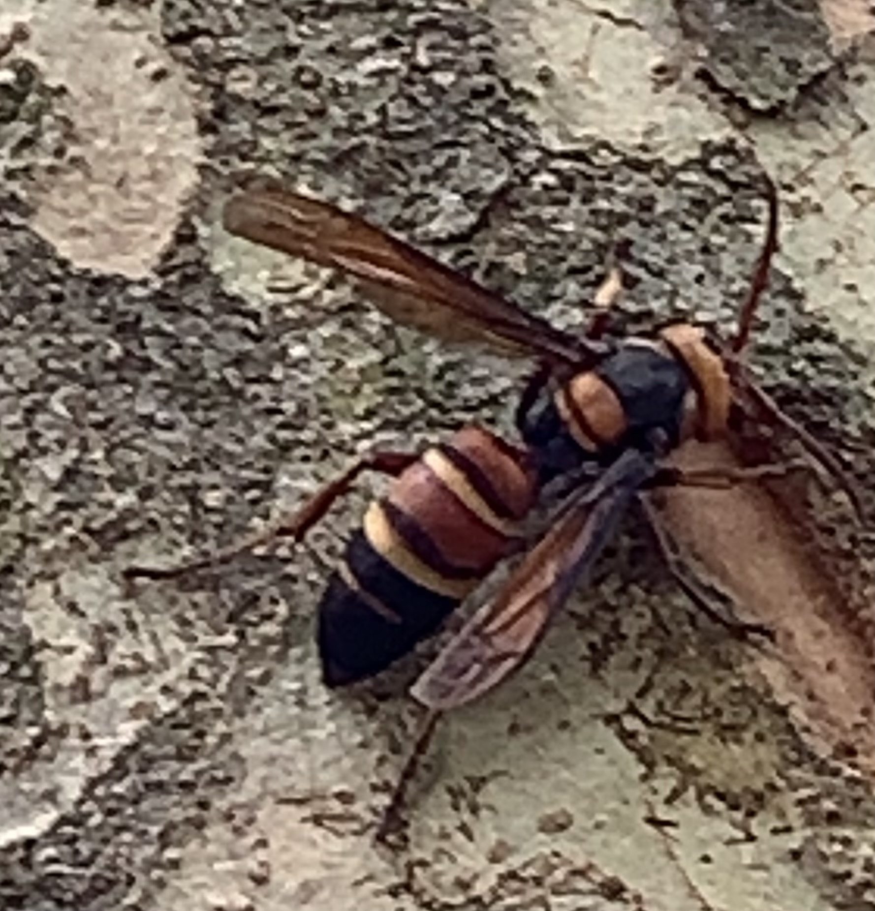 Vespa ducalis Smith, 1852