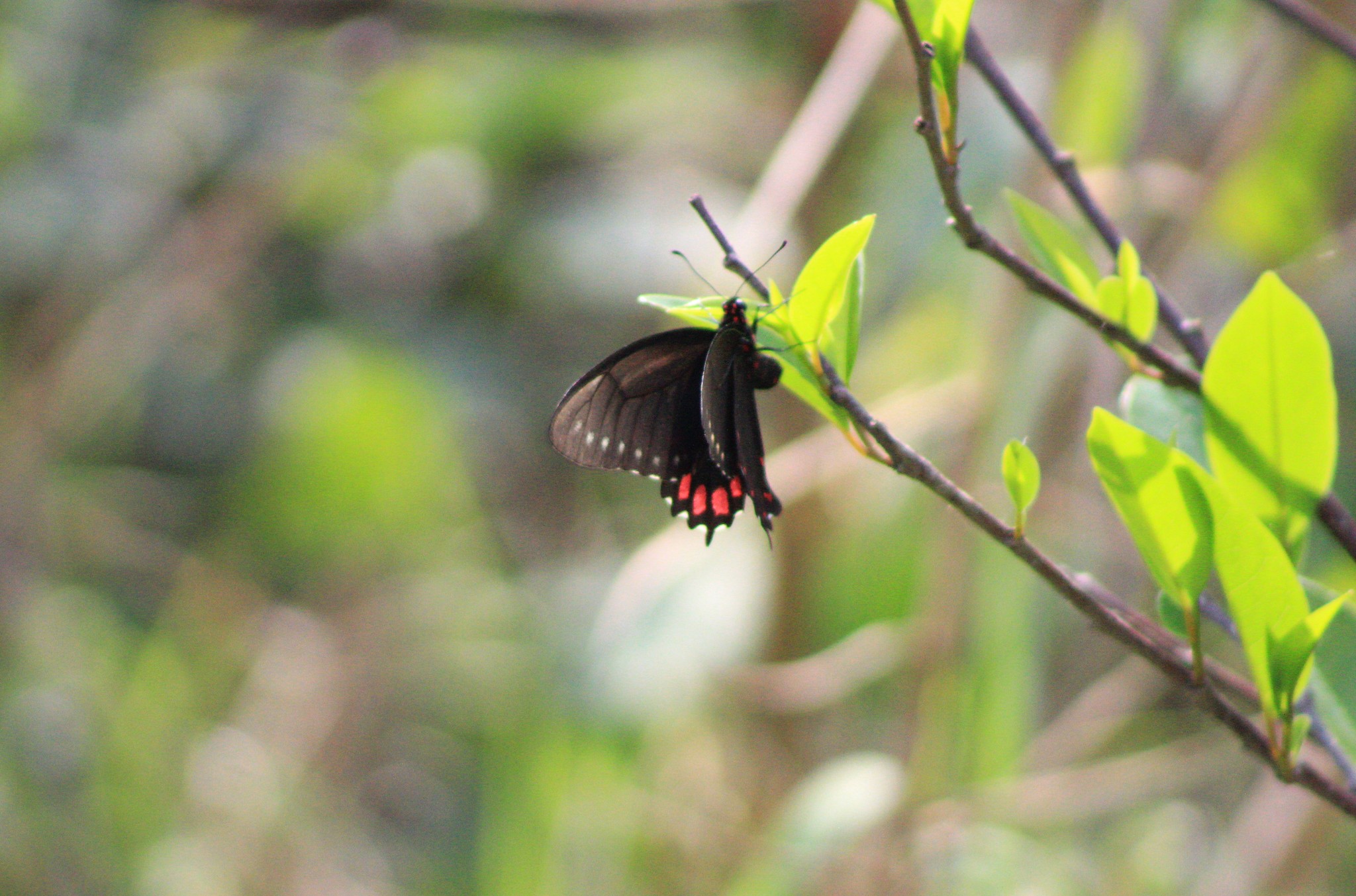 Mimoides phaon (Boisduval, 1836)