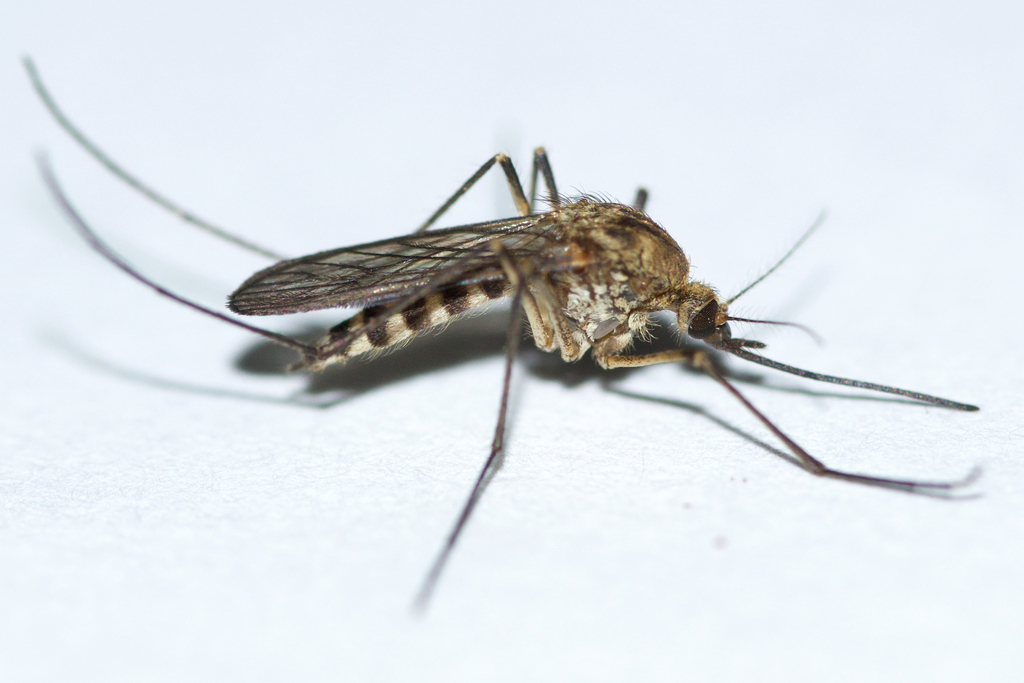 Aedes communis from Kenora District, ON, Canada on June 05, 2022 at 09: ...