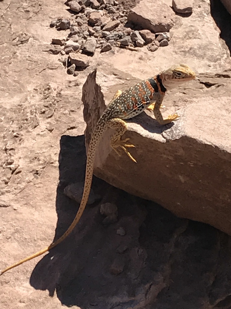 Desert Collared Lizard from Grand County, UT, USA on June 25, 2018 at ...