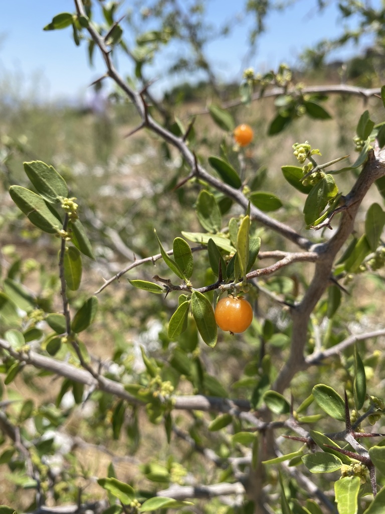 spiny hackberry from 16, Chihuahua, CHIH, MX on June 5, 2022 at 10:52 ...