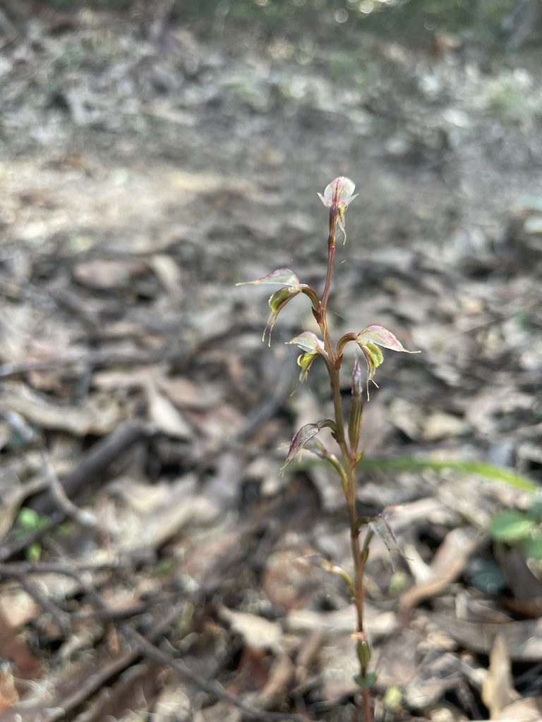 Pixie Caps from Bodalla NSW 2545, Australia on June 2, 2022 at 10:43 AM ...