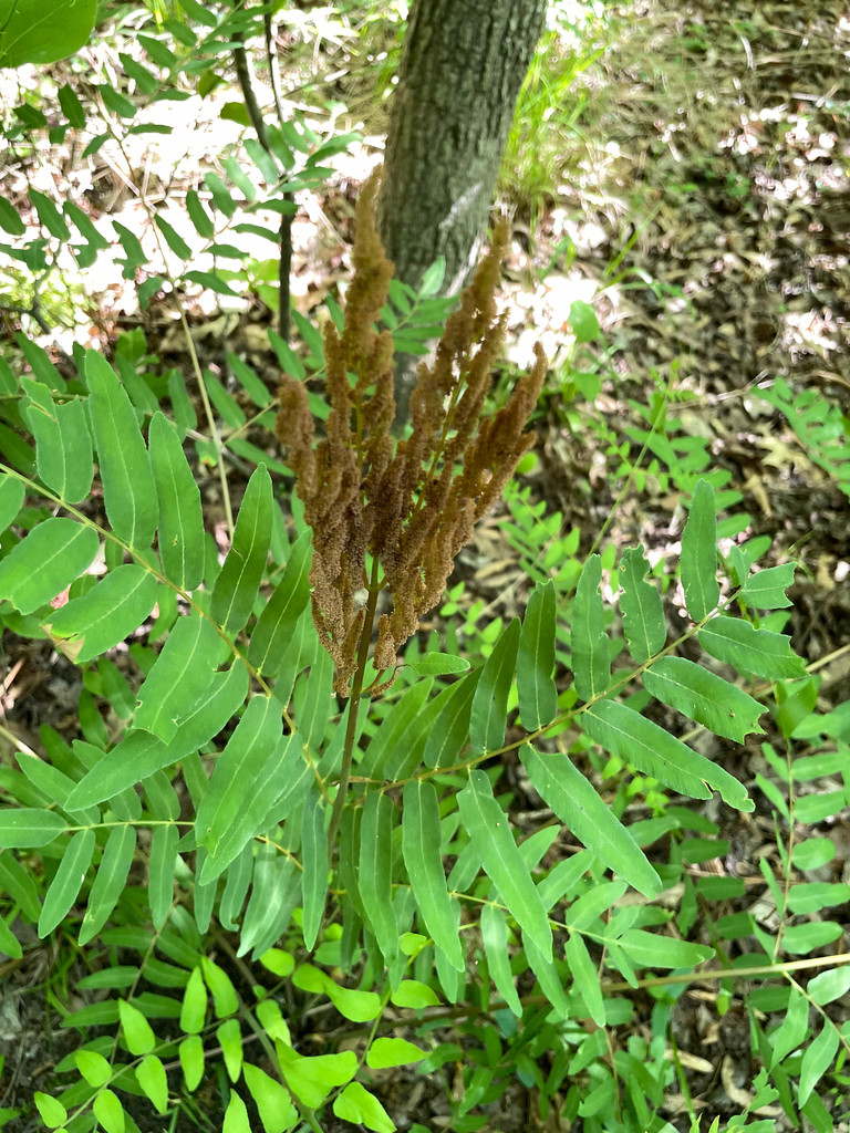 American Royal Fern in June 2022 by johnbotany · iNaturalist