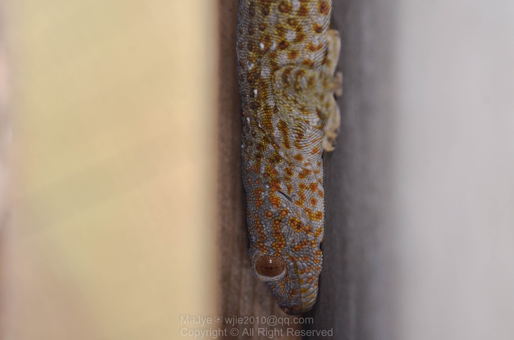 Tokay Gecko in June 2022 by wscott11 · iNaturalist