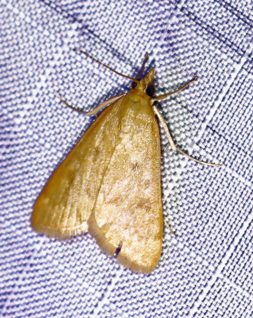 Garden Webworm Moth from Collin, Texas, United States on June 5, 2022 ...