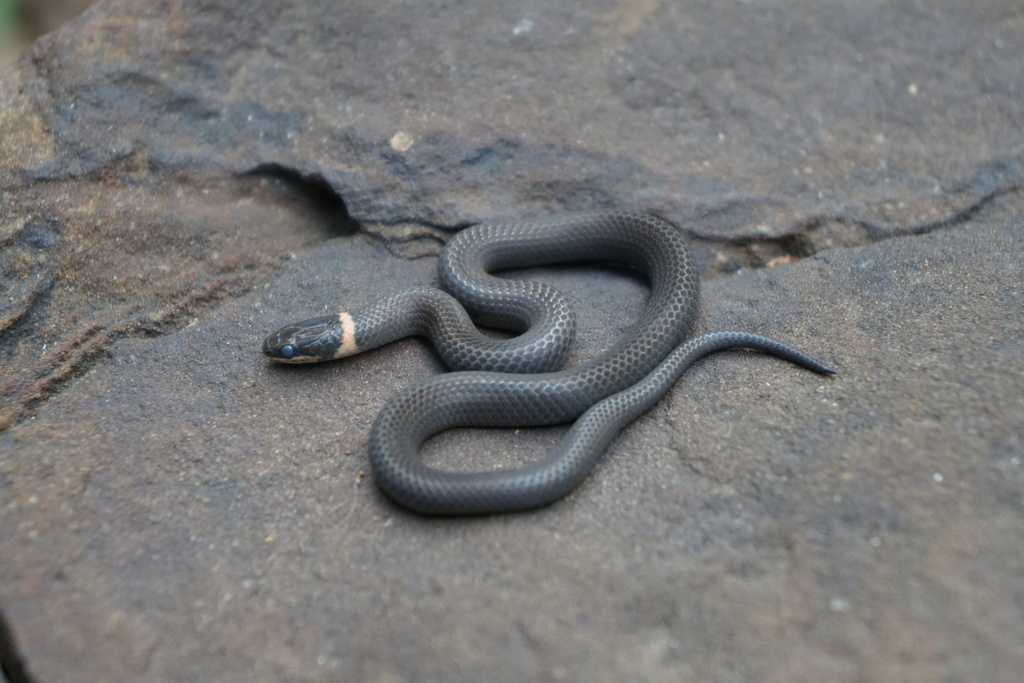 Prairie Ringneck Snake from Charles St, Lantana, TX, US on May 22, 2022 ...
