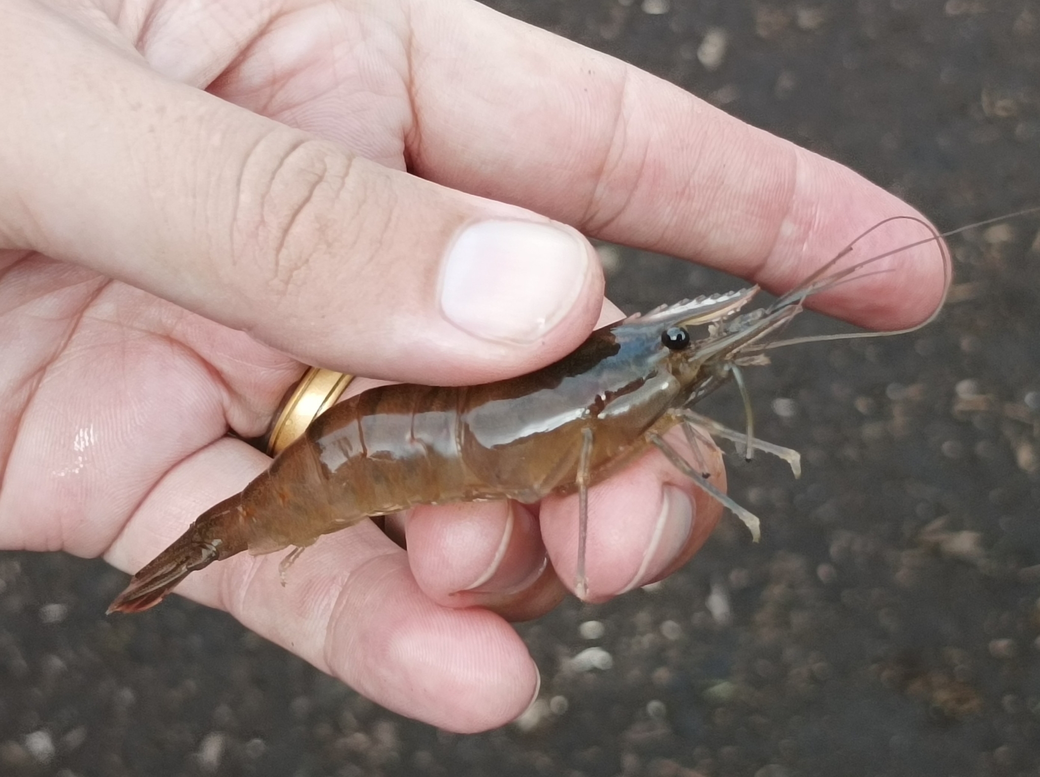 Macrobrachium lar (Fabricius, 1798)