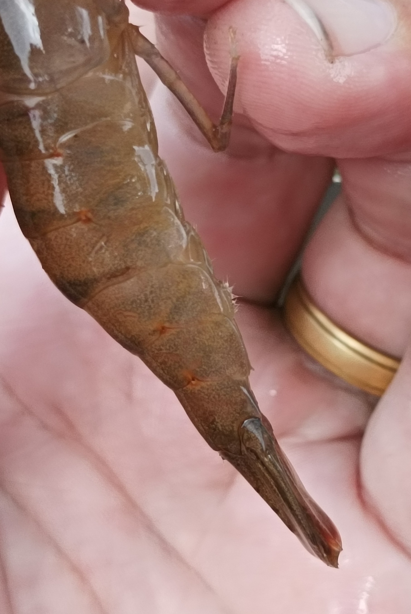 Macrobrachium lar (Fabricius, 1798)