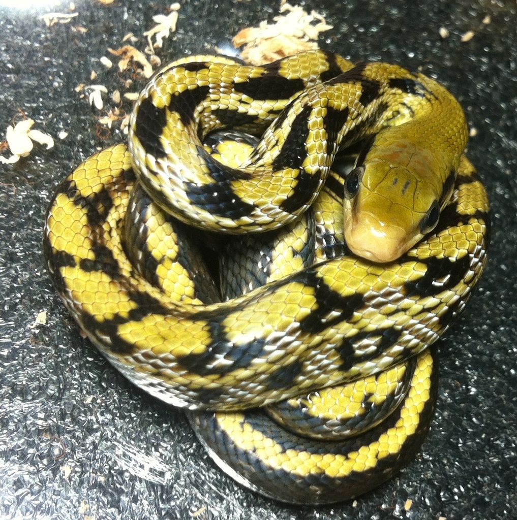 Taiwan Beauty Snake from 台灣台北 on September 19, 2014 at 08:41 AM by 胡正恆 ...