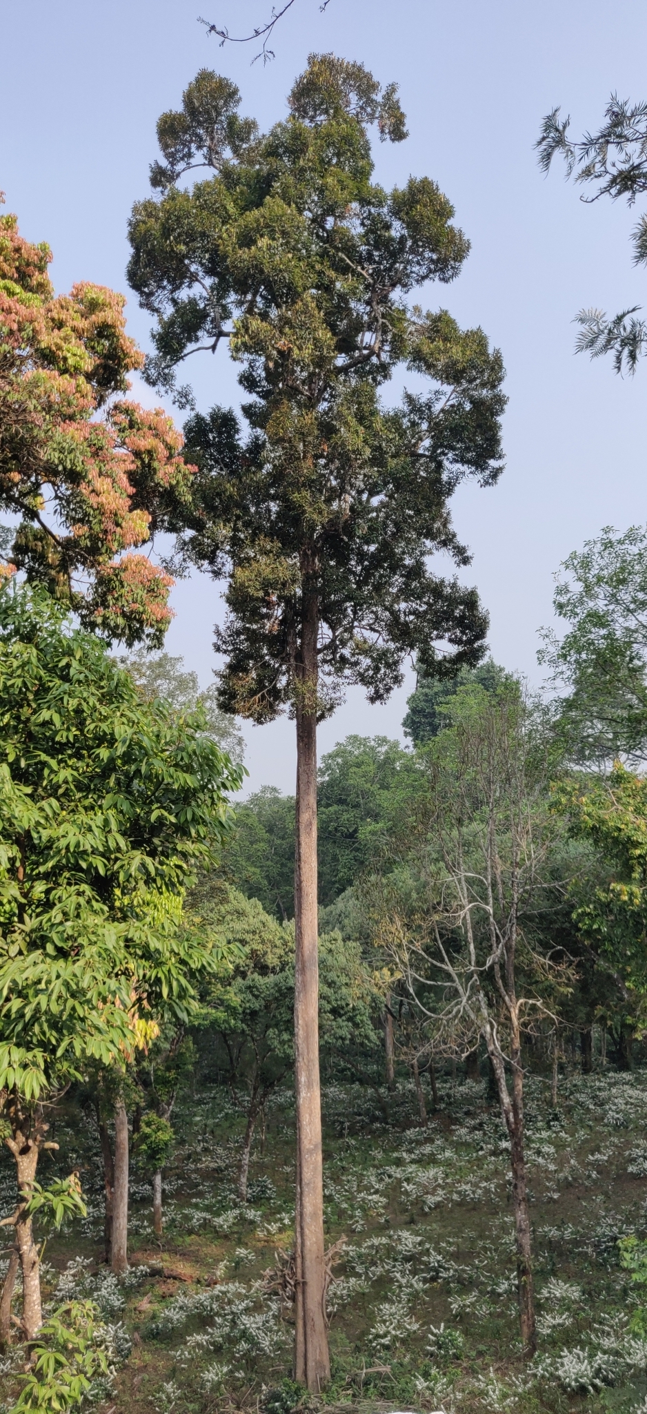 Cullenia exarillata A.Robyns