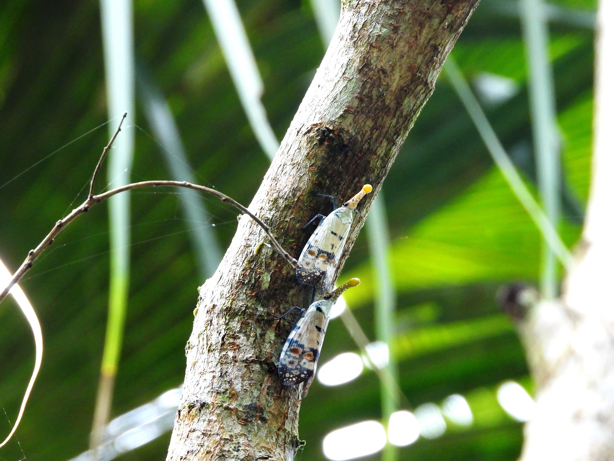 Pyrops watanabei (Matsumura, 1913)