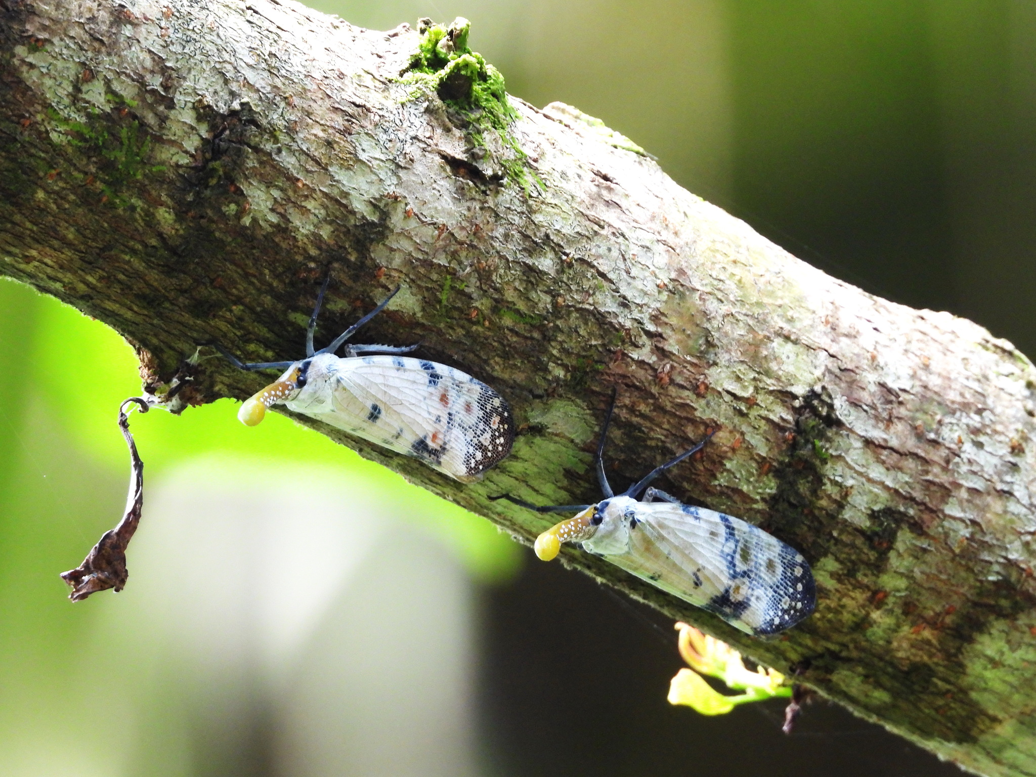 Pyrops watanabei (Matsumura, 1913)