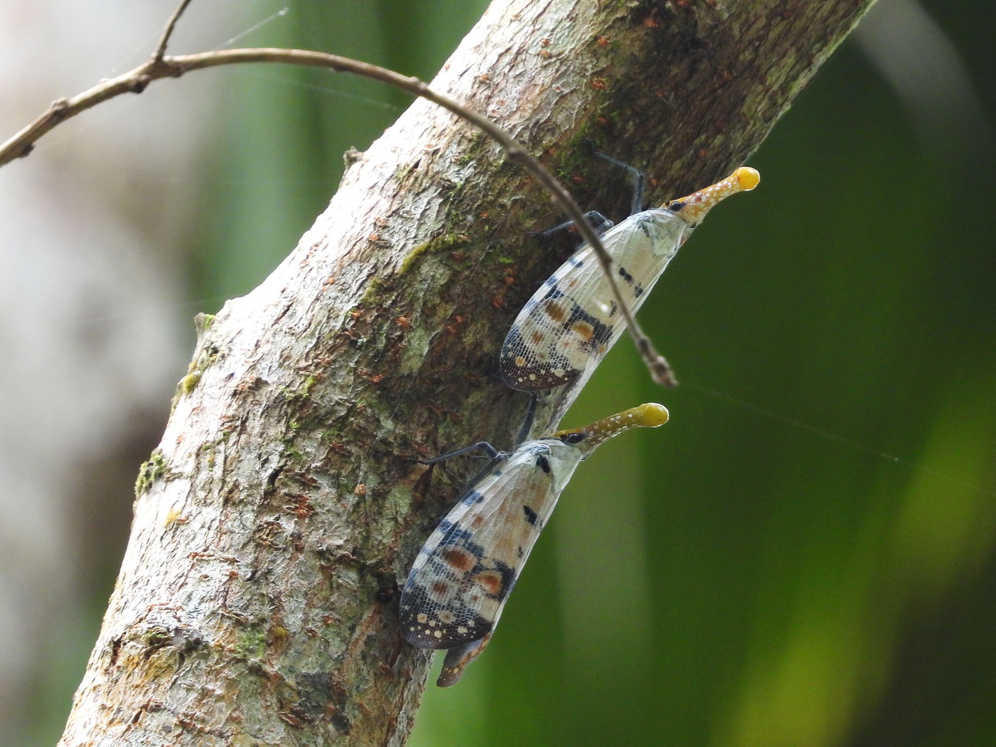 Pyrops watanabei (Matsumura, 1913)
