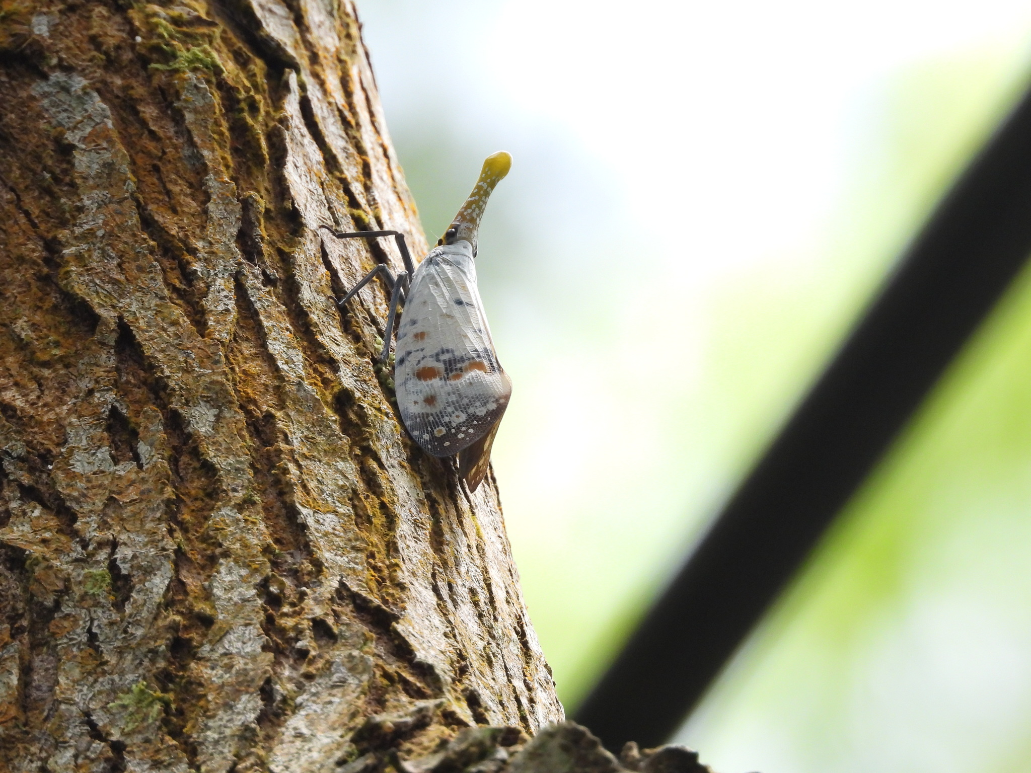 Pyrops watanabei (Matsumura, 1913)