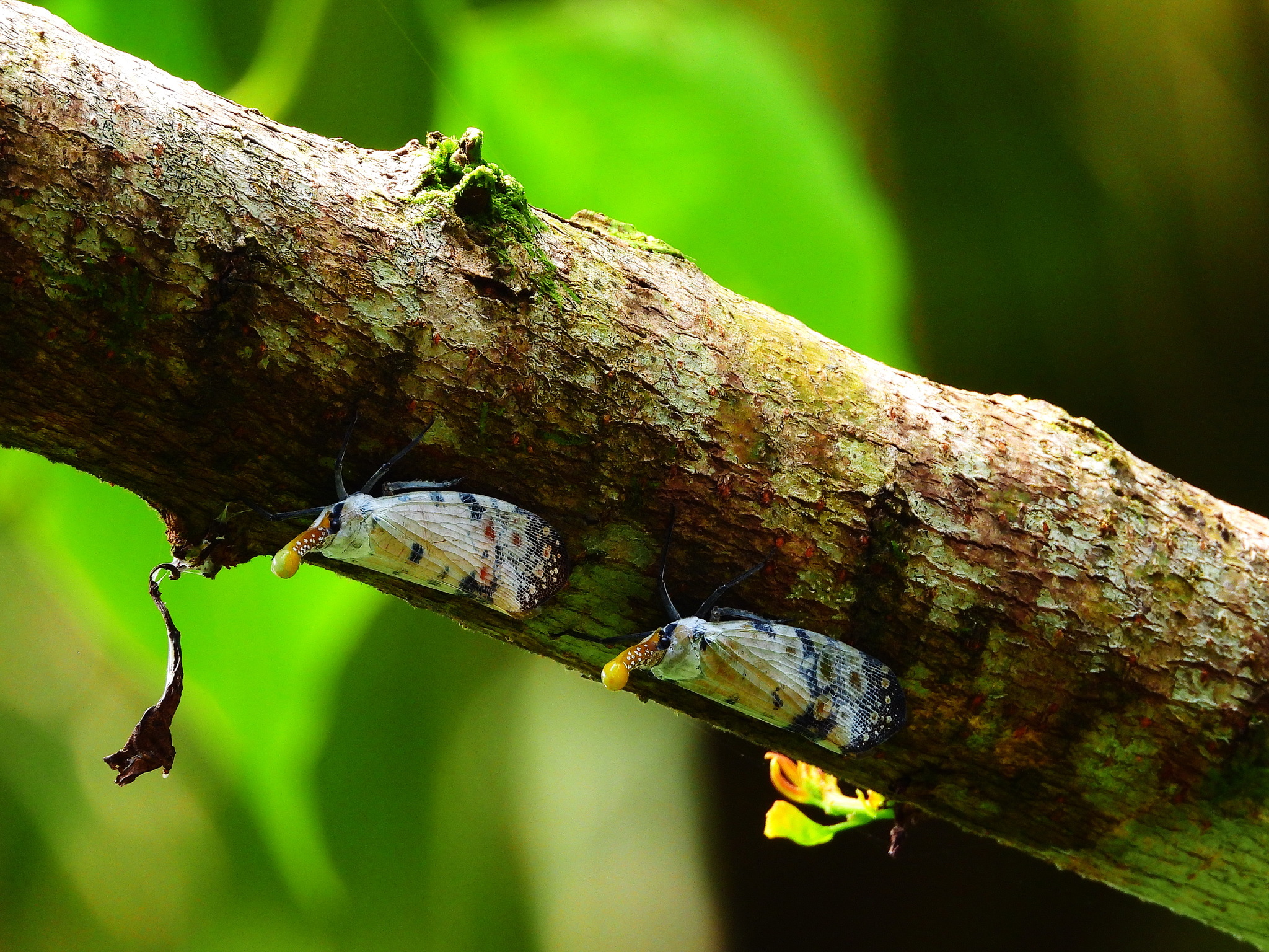 Pyrops watanabei (Matsumura, 1913)