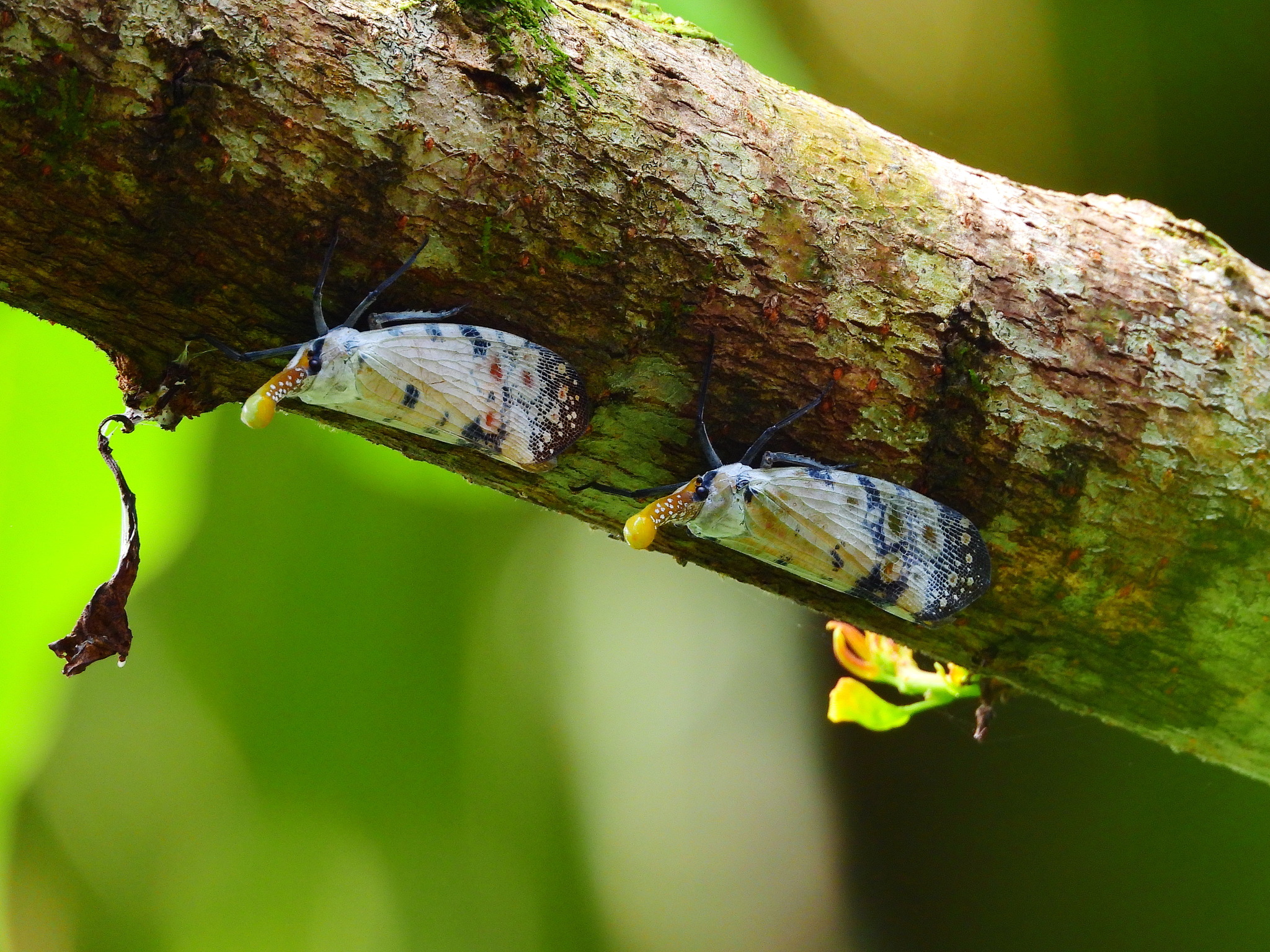 Pyrops watanabei (Matsumura, 1913)
