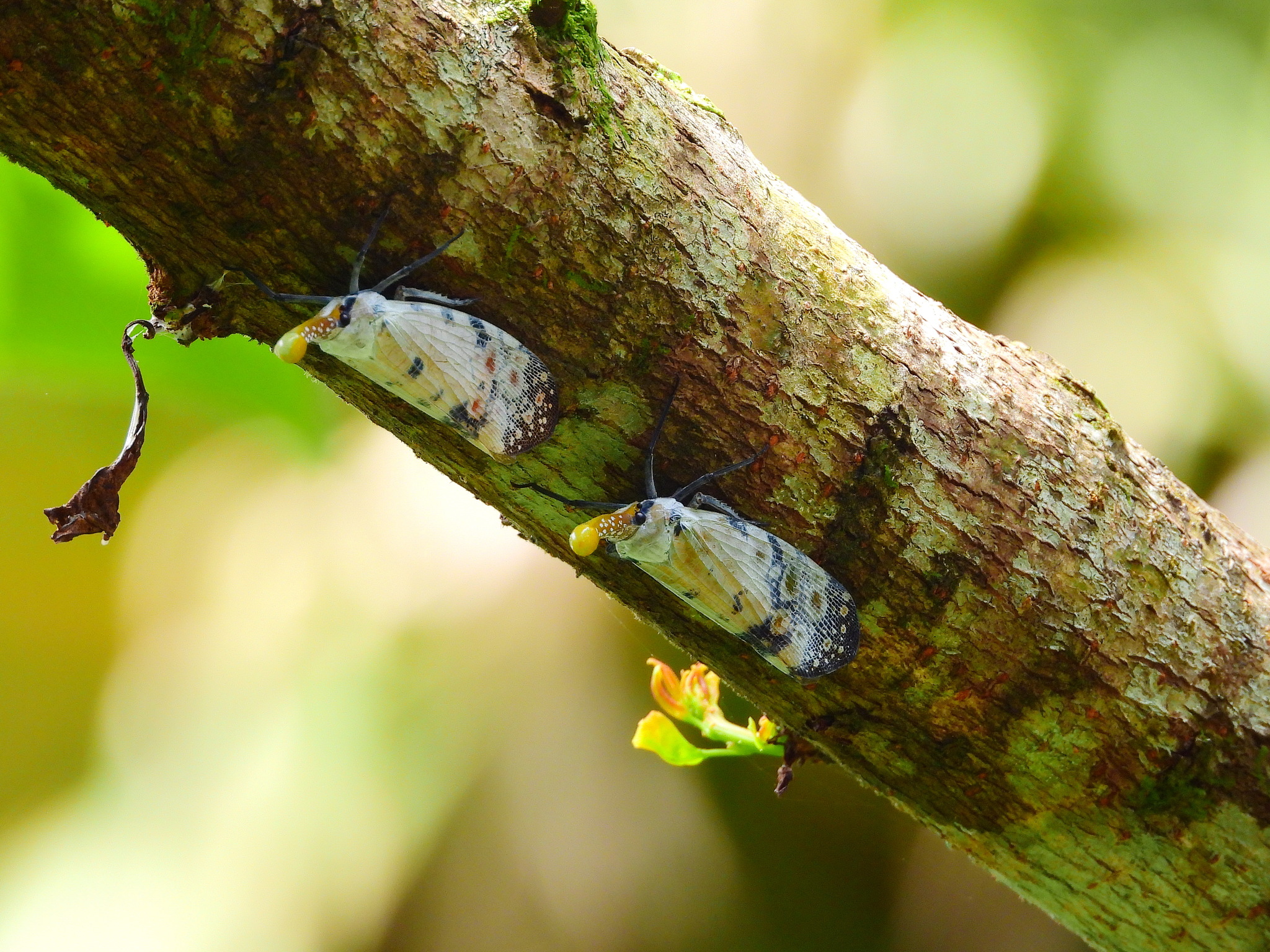 Pyrops watanabei (Matsumura, 1913)