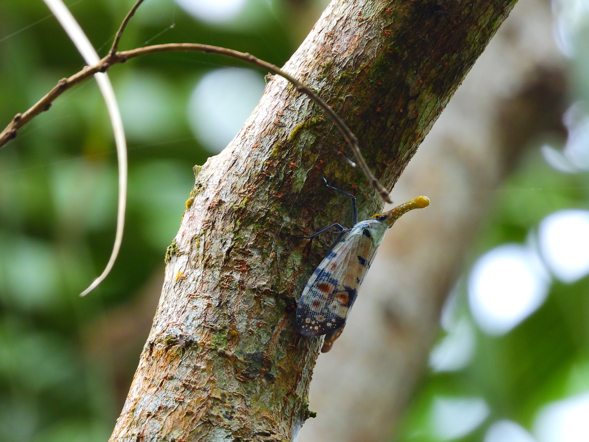 Pyrops watanabei (Matsumura, 1913)