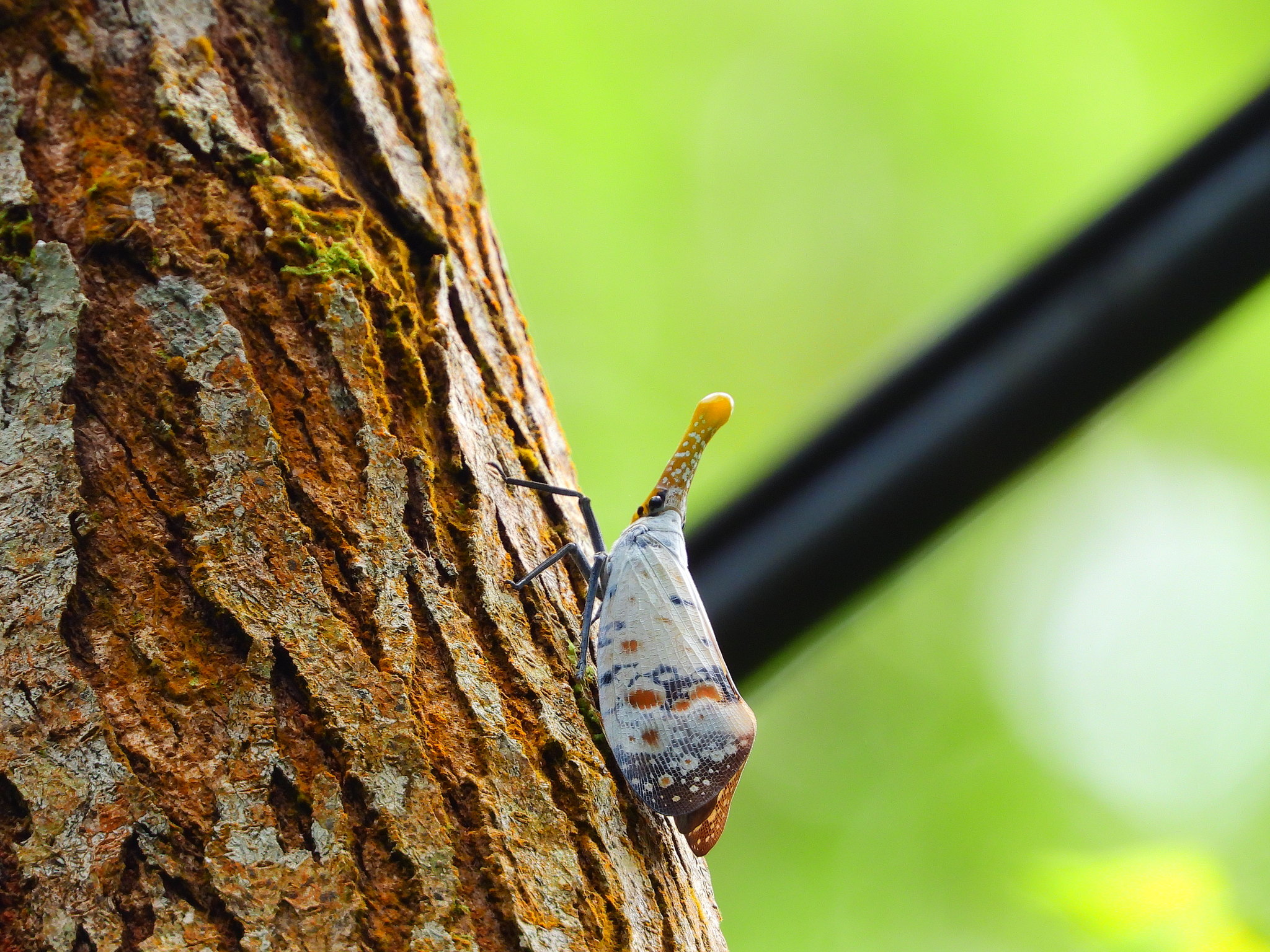 Pyrops watanabei (Matsumura, 1913)