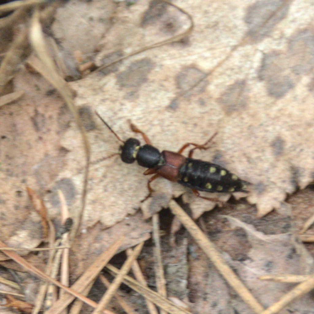 Staphylinus erythropterus from Артинский район, Свердловская область ...