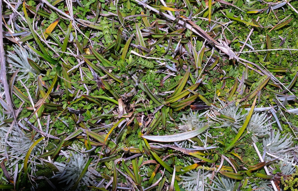 Astelia linearis linearis from Tasman District, Tasman, New Zealand on ...