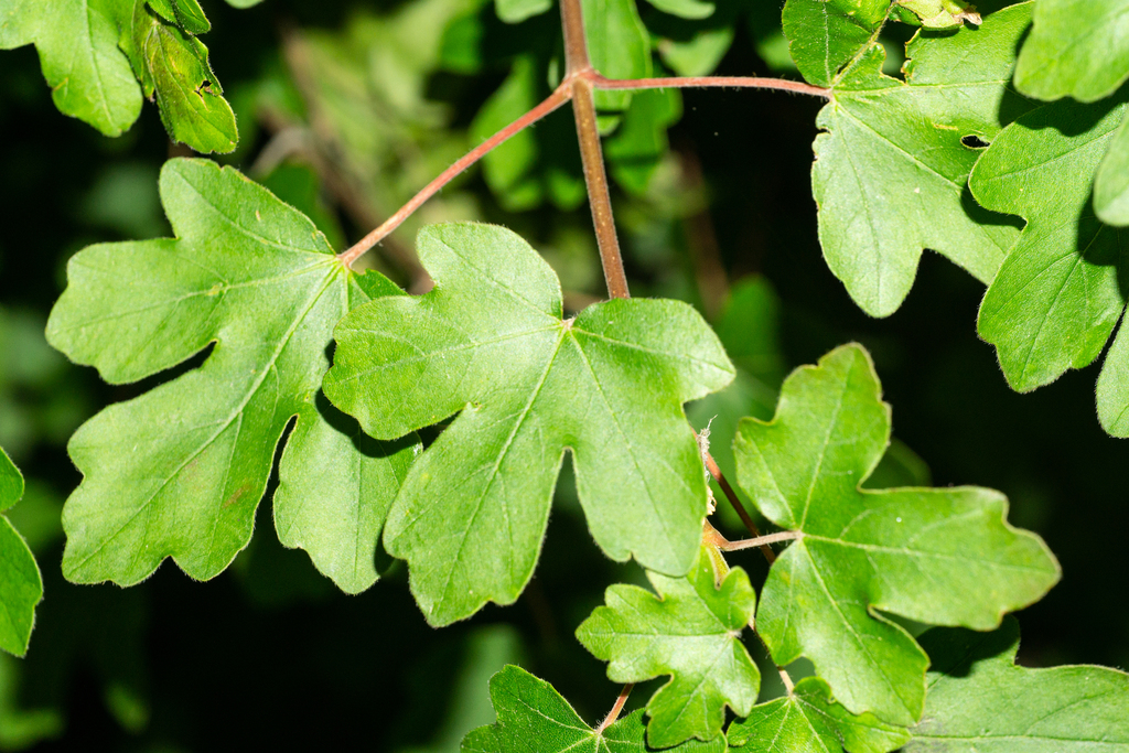 field maple from Queens Promenade, Kingston upon Thames, UK on June 05 ...