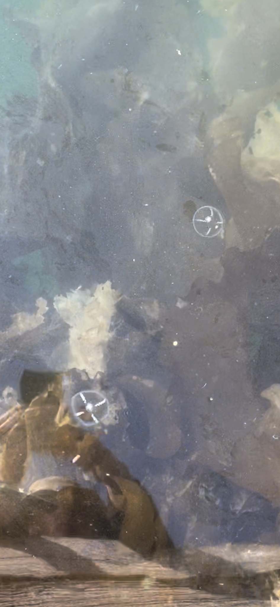 Eutonina indicans (Romanes, 1876)