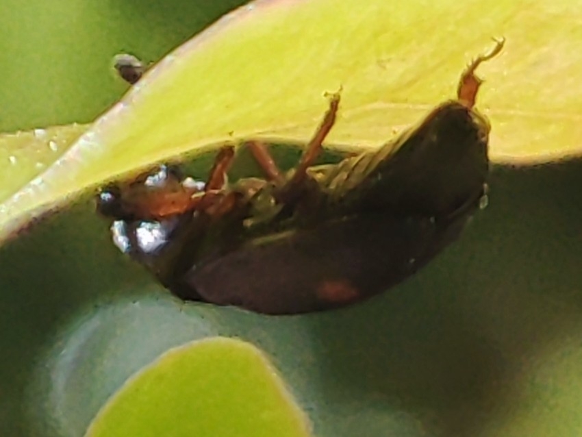 Nitidula bipunctata (Linnaeus, 1758)