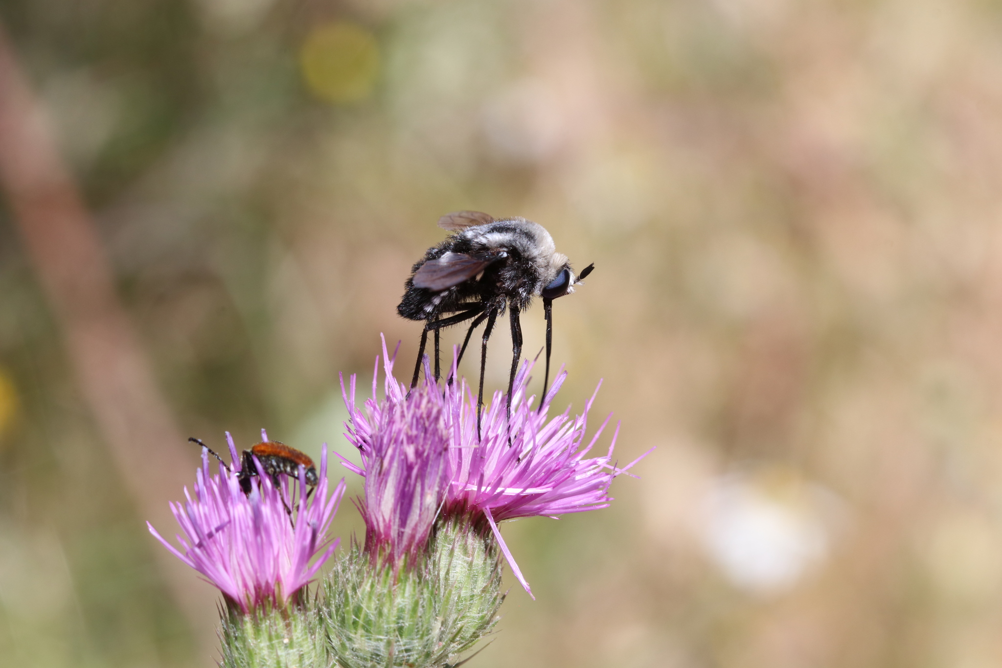 Bombomyia stictica (Boisduval, 1835)