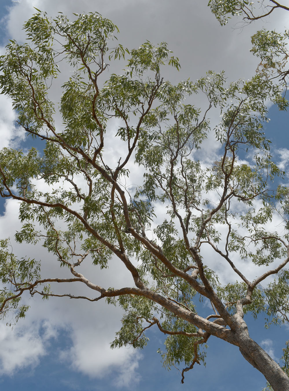 Corymbia terminalis (F.Muell.) K.D.Hill & L.A.S.Johnson