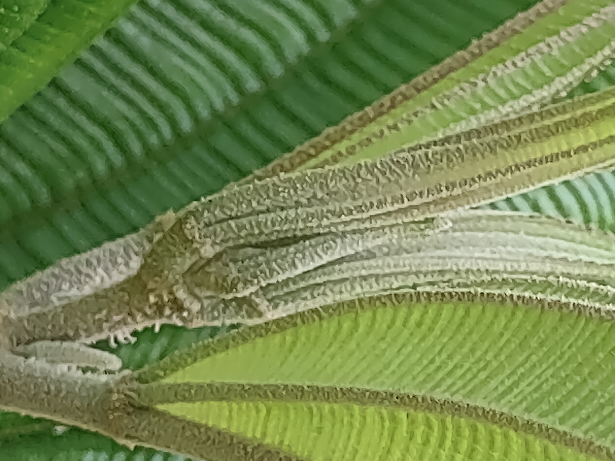 Oxyspora paniculata (D.Don) DC.