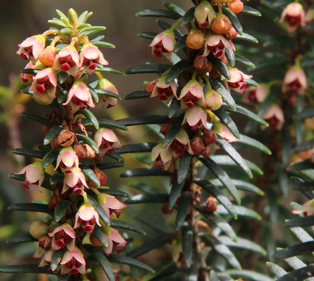 Erica platycodon platycodon (Madeira Pflanzen Ericales) · iNaturalist