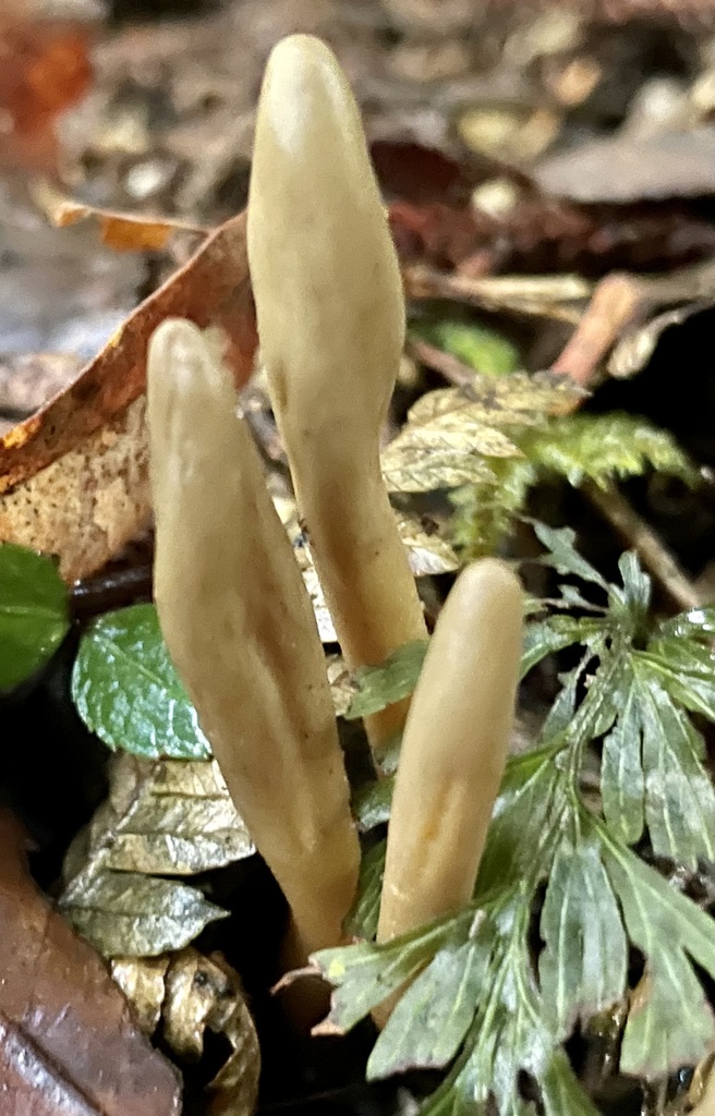 Microglossum from North Island, Whirinaki Forest Park, Bay of Plenty ...
