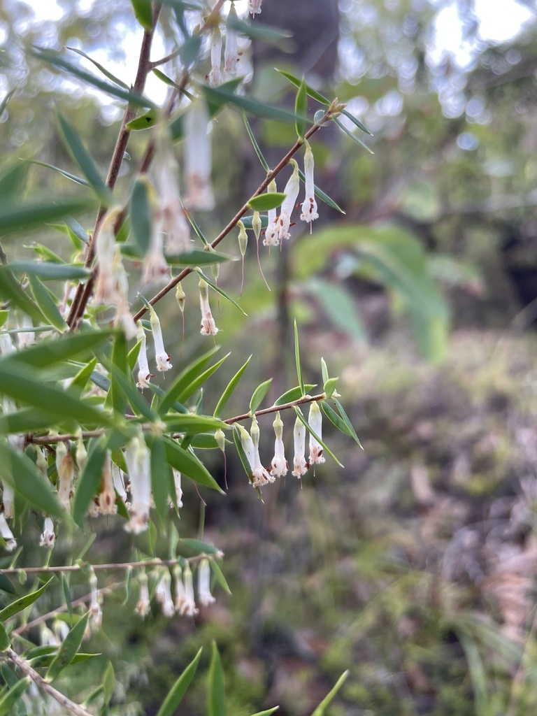 Styphelia nitens from Monadnocks Conservation Park, Mount Cooke, WA, AU ...