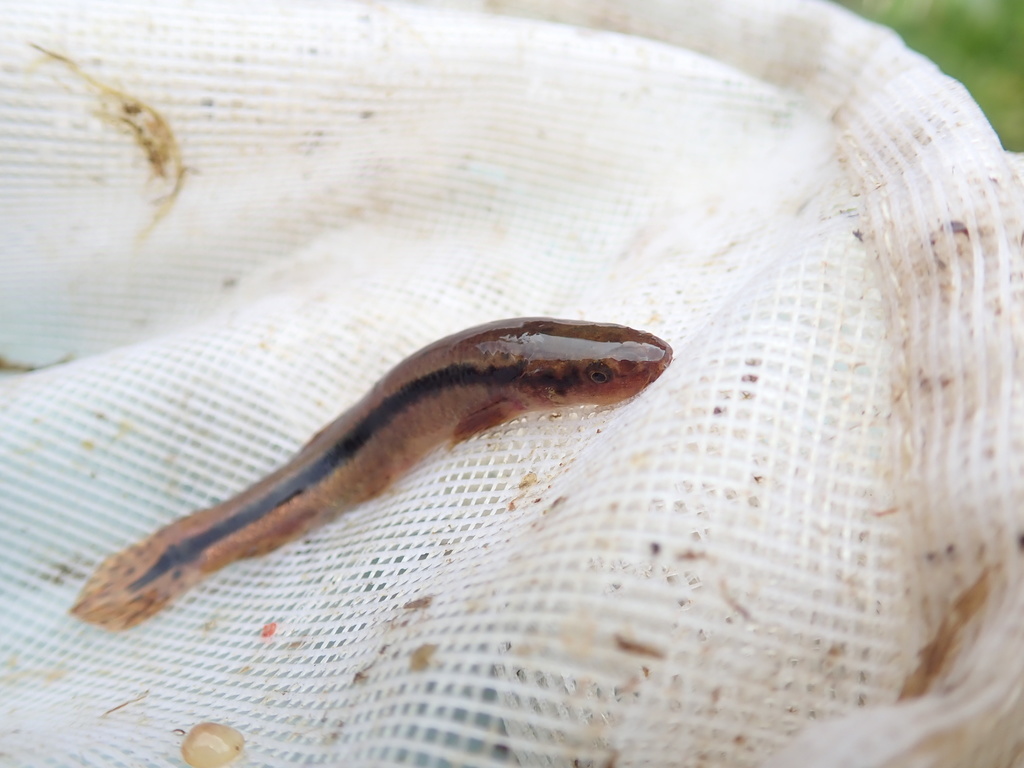 (Lefua nikkonis) - Marine Life Identification