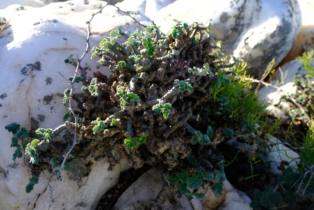 cactus geranium in May 2022 by Nick Helme · iNaturalist