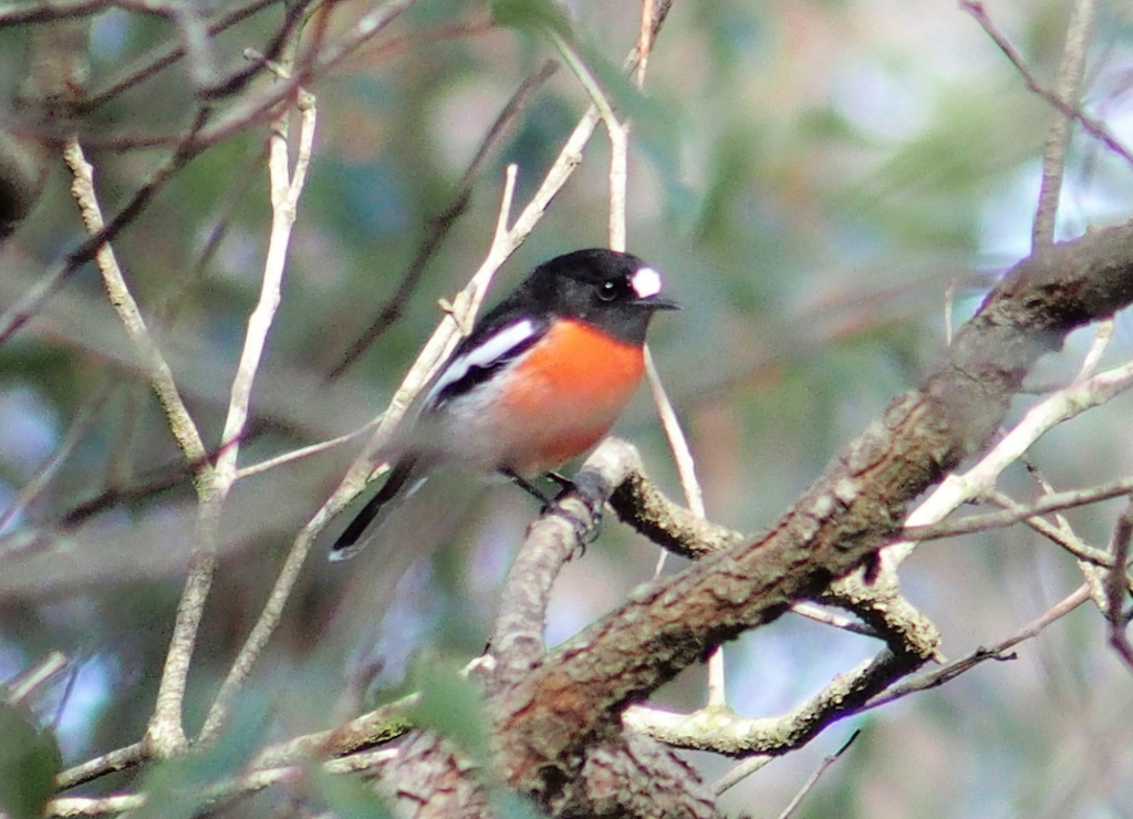 Scarlet Robin from Narrikup WA 6326, Australia on June 06, 2022 at 01: ...