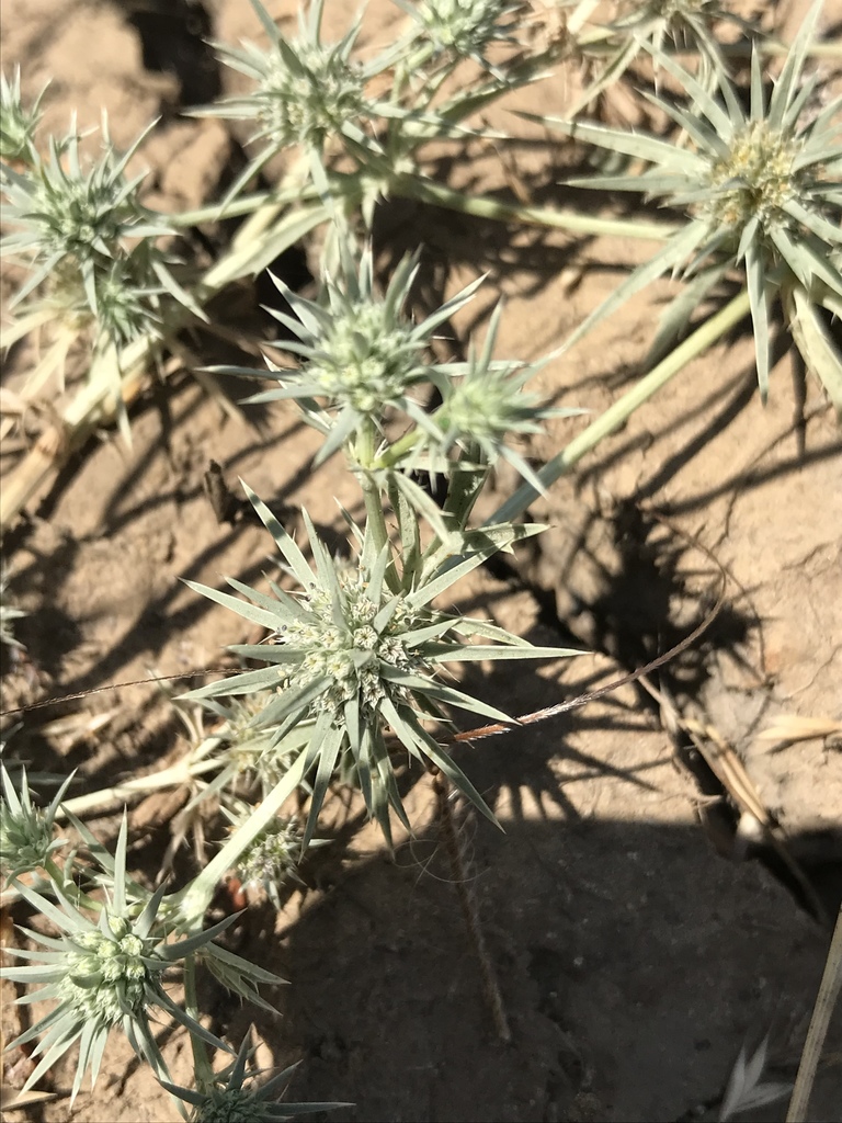 Eryngium vaseyi var. vaseyi (Vernal Plant Species of the California ...