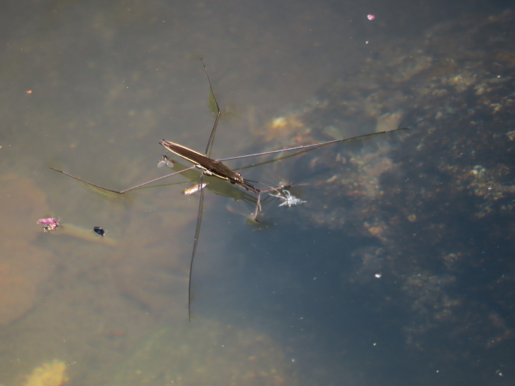 Giant Water Strider from Район Аоба, Сендай, Мияги, Япония on May 2 ...
