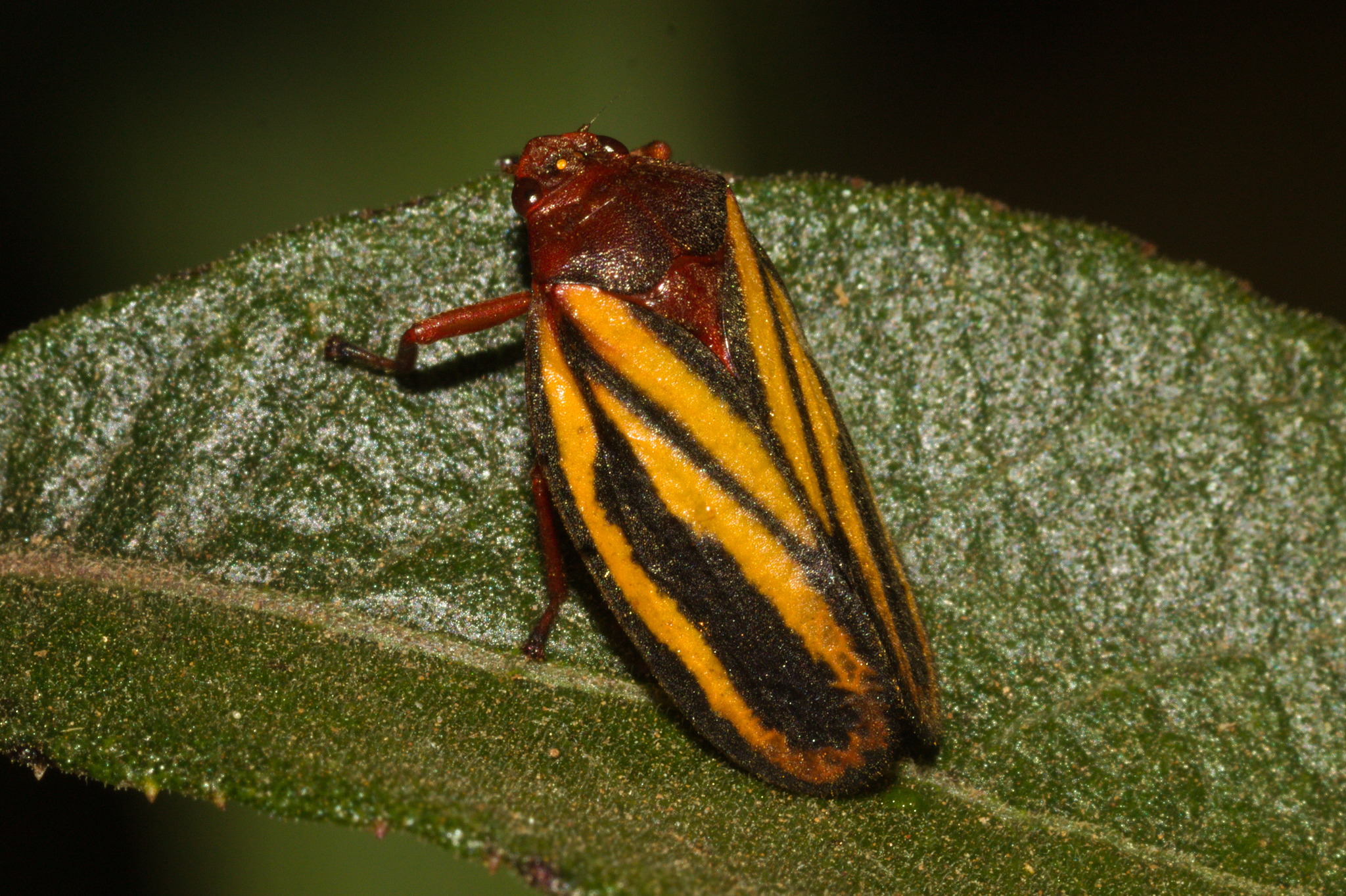Mahanarva spectabilis (Distant, 1909)