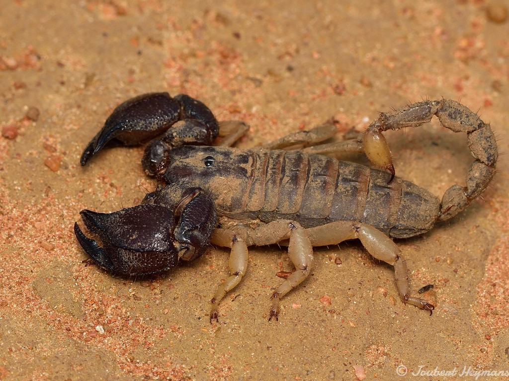 Jones's Scorpion (Scorpions, Spiders, Ticks and Mites of the Mfolozi ...
